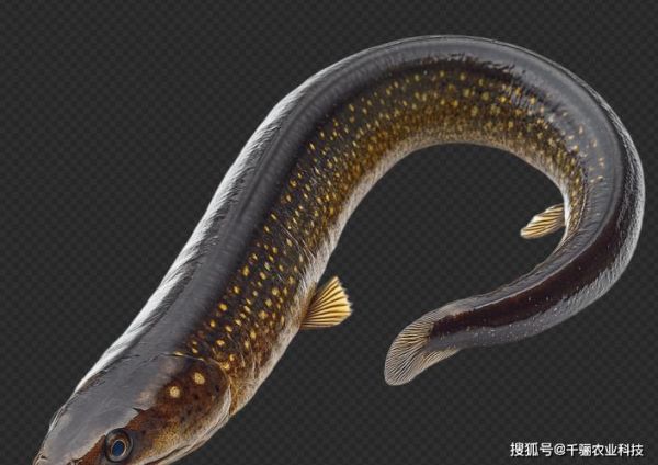 鳗鱼怎么繁殖_鳗鱼繁殖全过程视频解析-第1张图片-山城妙识