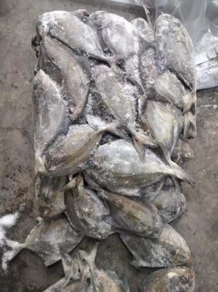 黑鲳鱼的营养价值_黑鲳鱼的功效与作用-第3张图片-山城妙识