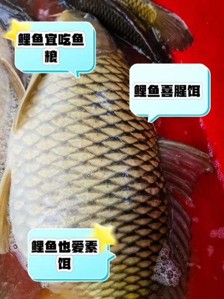 鲤鱼吃什么食物_家养鲤鱼喂什么最好-第2张图片-山城妙识