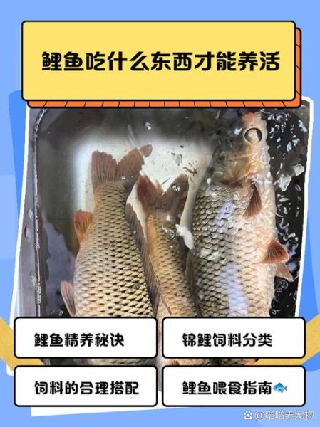 鲤鱼吃什么食物_家养鲤鱼喂什么最好-第1张图片-山城妙识
