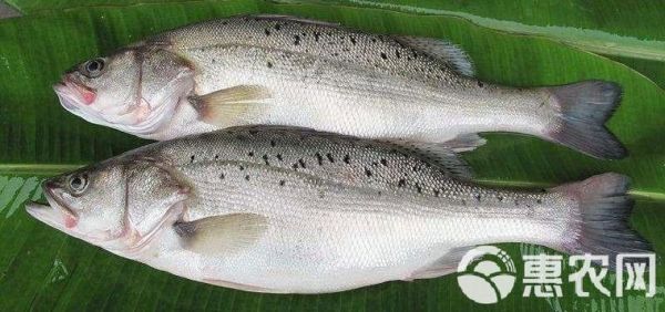 美国红鱼是什么鱼_美国红鱼产地在哪里-第3张图片-山城妙识