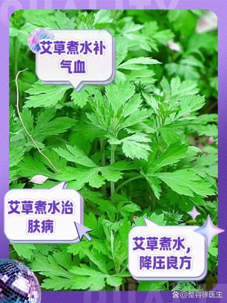艾草的功效与作用_艾草怎么吃效果最好-第3张图片-山城妙识 艾草的功效与作用_艾草怎么吃效果最好-第3张图片-山城妙识