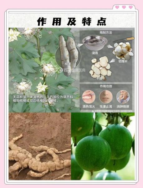 天花粉的功效与作用及副作用_天花粉可以长期吃吗-第2张图片-山城妙识