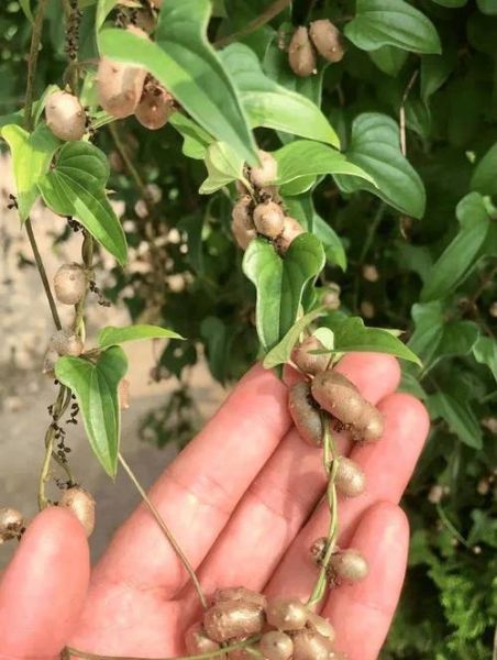 山药豆怎么种_山药豆种植时间-第1张图片-山城妙识