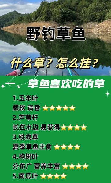 钓草鱼用什么饵料_草鱼钓位怎么选-第1张图片-山城妙识