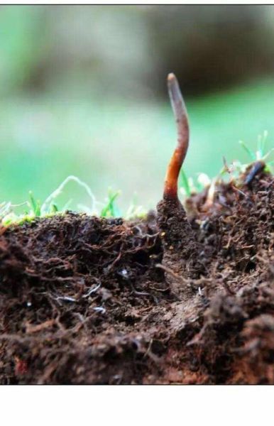 冬虫夏草生长过程_野生冬虫夏草图片真实-第1张图片-山城妙识