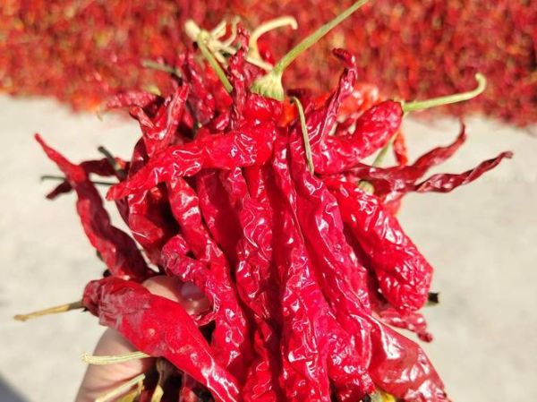 红辣椒图片大全_红辣椒品种有哪些-第1张图片-山城妙识