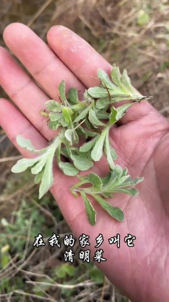 清明粿的草叫什么_鼠曲草还是艾草-第2张图片-山城妙识