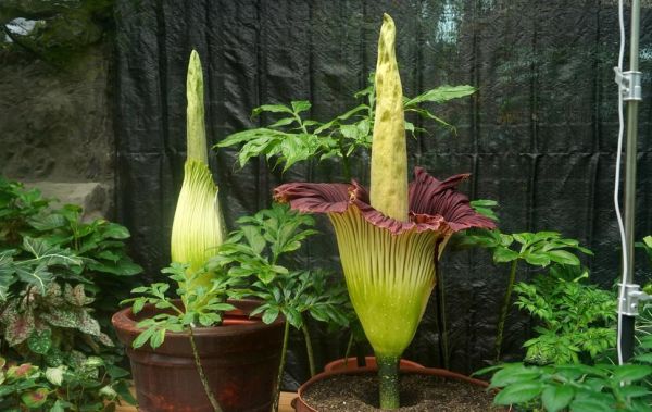 魔芋树长什么样_魔芋树图片怎么识别-第2张图片-山城妙识