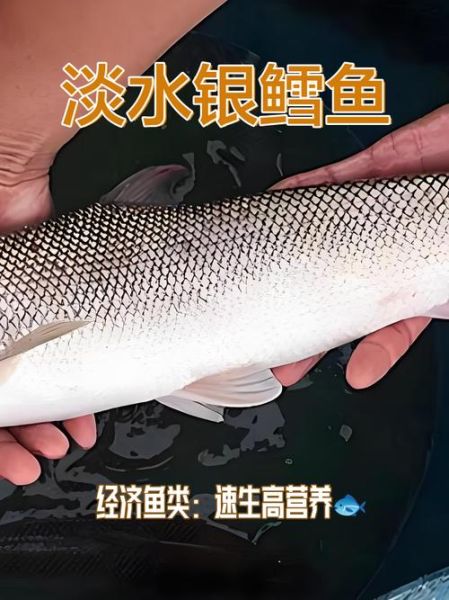 淡水银鳕鱼刺多吗_适合宝宝吃吗-第1张图片-山城妙识