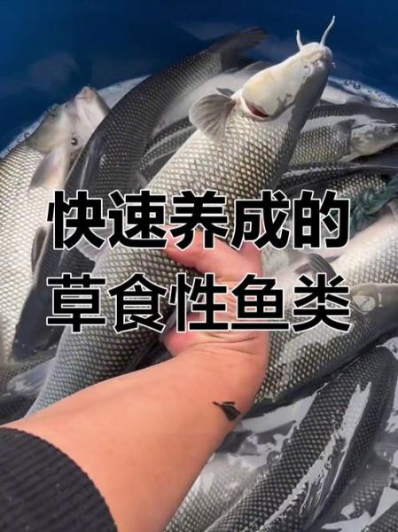 淡水银鳕鱼刺多吗_适合宝宝吃吗-第3张图片-山城妙识