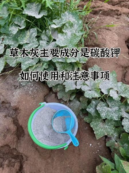 草木灰的正确使用方法_草木灰可以直接拌土吗-第1张图片-山城妙识