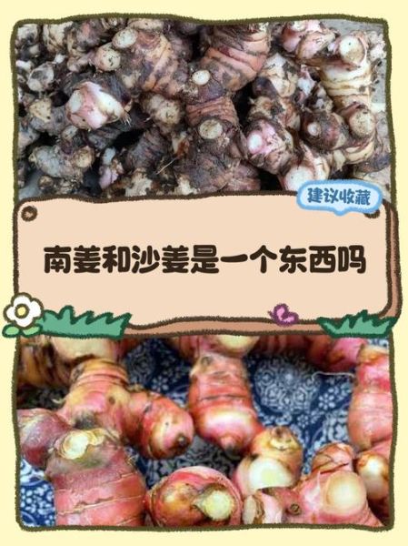 南姜是什么_南姜和生姜的区别-第1张图片-山城妙识 南姜是什么_南姜和生姜的区别-第1张图片-山城妙识