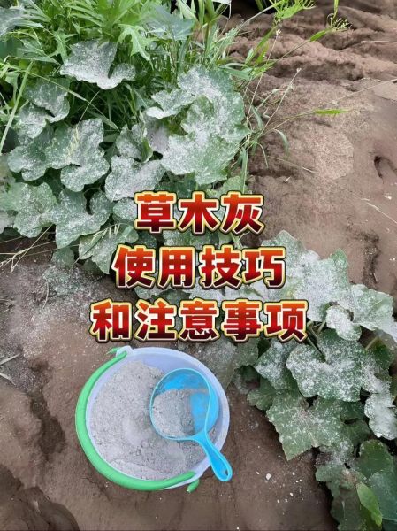 草木灰的正确使用方法_草木灰可以直接拌土吗-第3张图片-山城妙识