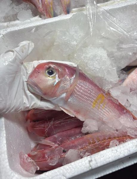 马面鱼有刺吗_马面鱼刺多不多-第1张图片-山城妙识