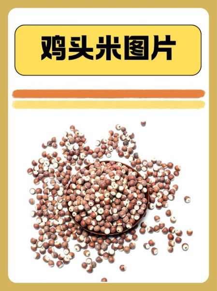 鸡头米长什么样子_鸡头米图片特征-第1张图片-山城妙识
