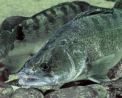 梭鲈鱼长什么样_梭鲈鱼图片怎么拍才清晰-第3张图片-山城妙识