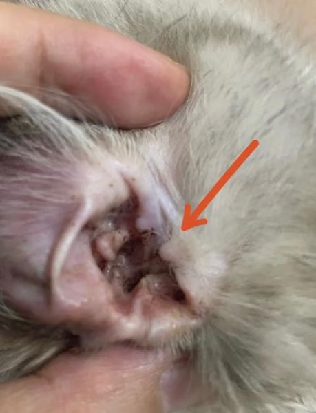 猫耳朵里长耳螨图片_耳螨初期症状有哪些-第1张图片-山城妙识