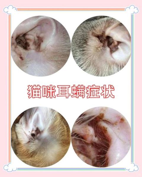 猫耳朵里长耳螨图片_耳螨初期症状有哪些-第3张图片-山城妙识