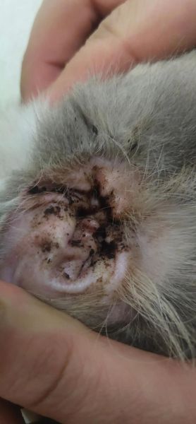 猫耳朵里长耳螨图片_耳螨初期症状有哪些-第2张图片-山城妙识