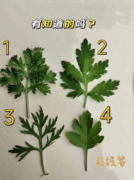 苦蒿和艾草的区别图片_苦蒿与艾草怎么区分-第2张图片-山城妙识