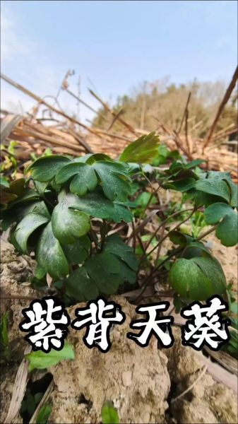 紫背天葵图片长什么样_紫背天葵怎么辨认-第1张图片-山城妙识