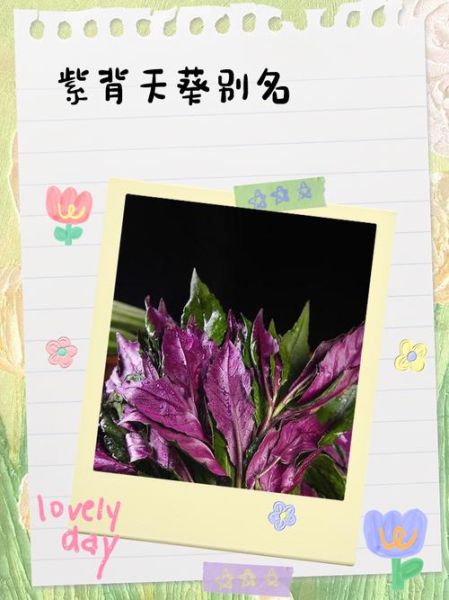 紫背天葵图片长什么样_紫背天葵怎么辨认-第2张图片-山城妙识