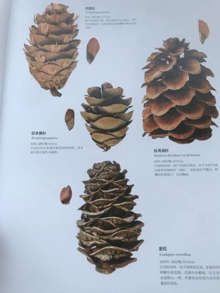 橡子和榛子的区别_哪个营养价值更高-第3张图片-山城妙识