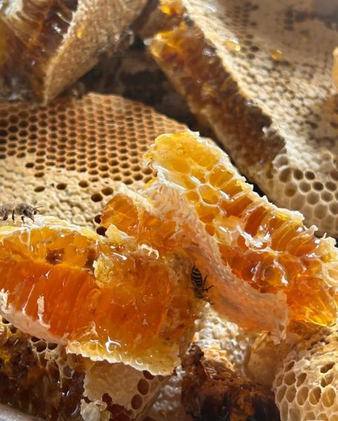 蜂巢蜜怎么吃_蜂巢蜜一天吃多少-第3张图片-山城妙识