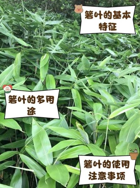 箬叶种植技术_箬叶一亩收益多少-第1张图片-山城妙识