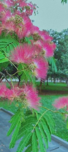 合欢花图片长什么样_合欢花与合欢皮区别-第3张图片-山城妙识