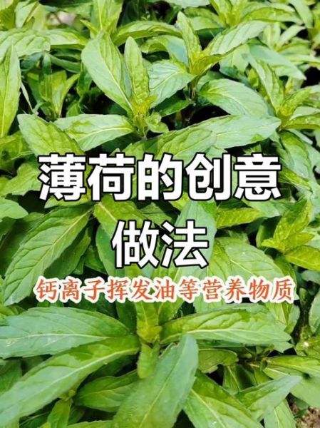 薄荷怎么吃_薄荷的做法大全-第1张图片-山城妙识