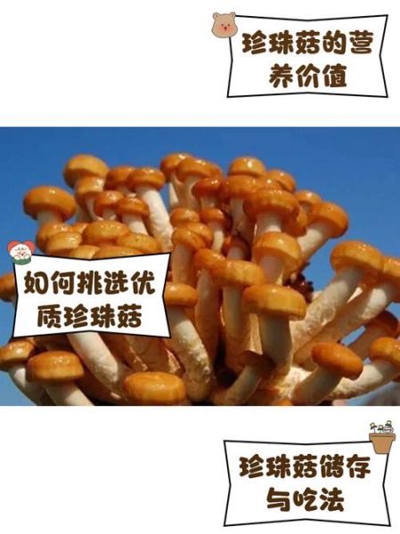 珍珠菇不能和什么一起吃_哪些食物相克-第2张图片-山城妙识