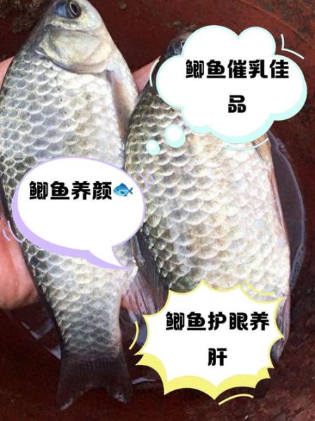 女人经常吃鲫鱼的好处和坏处_长期吃鲫鱼会发胖吗-第1张图片-山城妙识