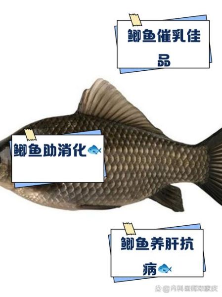 女人经常吃鲫鱼的好处和坏处_长期吃鲫鱼会发胖吗-第3张图片-山城妙识