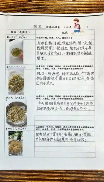 黄豆芽怎么种_黄豆芽生长过程观察日记-第3张图片-山城妙识 黄豆芽怎么种_黄豆芽生长过程观察日记-第3张图片-山城妙识