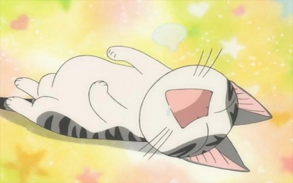 起司猫是什么品种_起司猫动画片好看吗-第2张图片-山城妙识