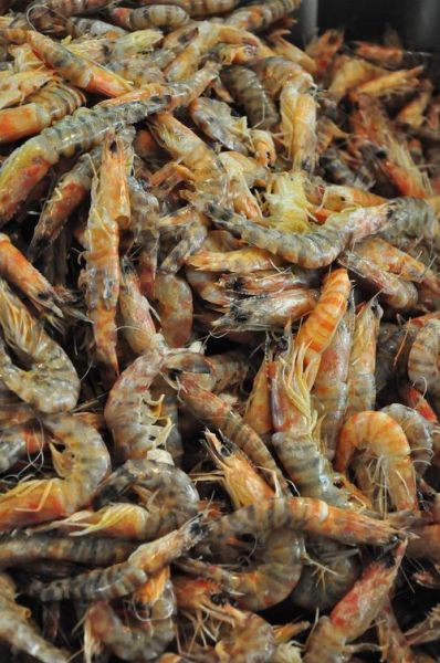 爬虾怎么吃_爬虾怎么剥壳不扎手-第3张图片-山城妙识