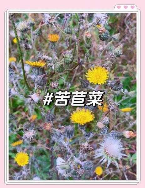 云南苦菜又叫什么菜_云南苦菜别名大全-第1张图片-山城妙识