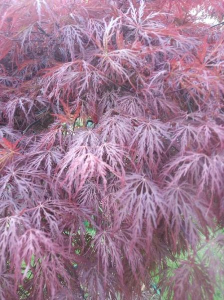 枫树的叶子像什么_枫叶形状像什么-第1张图片-山城妙识