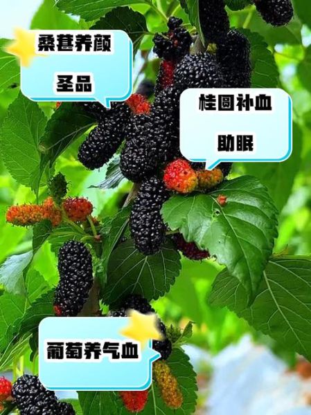 补气血的食物有哪些_女人吃什么水果补气血最快-第2张图片-山城妙识 补气血的食物有哪些_女人吃什么水果补气血最快-第2张图片-山城妙识