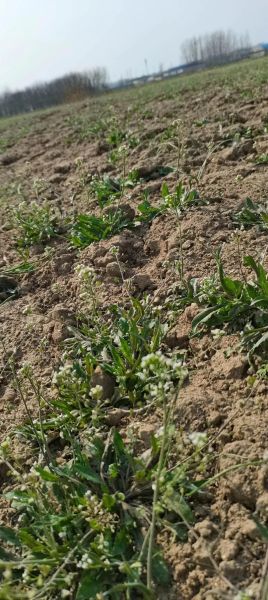 荠荠菜长什么样_荠荠菜图片特征-第3张图片-山城妙识