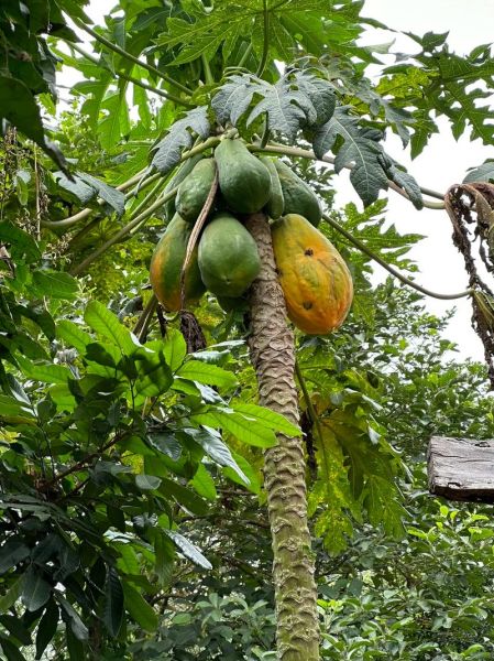 木瓜图片_木瓜怎么挑选-第1张图片-山城妙识