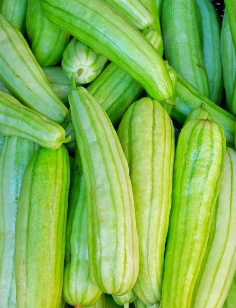 白瓜有几种_白瓜品种分类大全-第2张图片-山城妙识