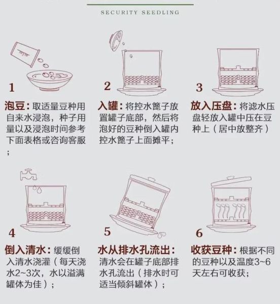 自制豆芽菜最简单的方法_家庭无土栽培豆芽步骤-第3张图片-山城妙识