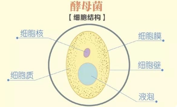 酵母发酵原理_如何控制发酵时间-第1张图片-山城妙识