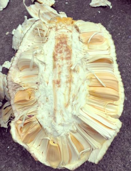 大树菠萝的功效与作用_大树菠萝的禁忌有哪些-第2张图片-山城妙识