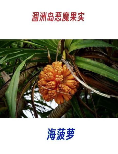 大树菠萝的功效与作用_大树菠萝的禁忌有哪些-第3张图片-山城妙识