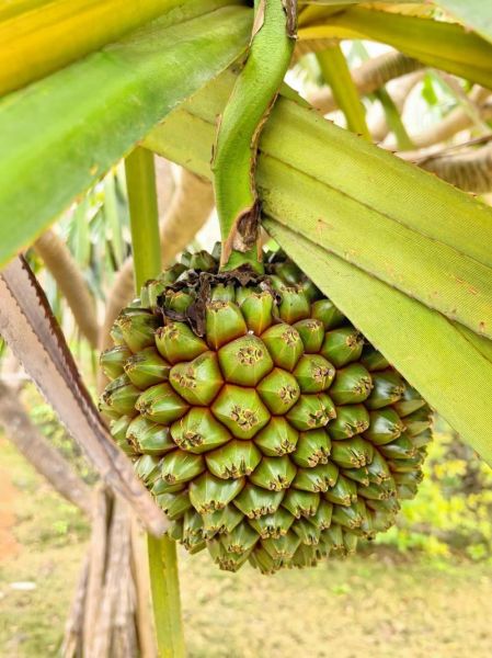 大树菠萝的功效与作用_大树菠萝的禁忌有哪些-第1张图片-山城妙识