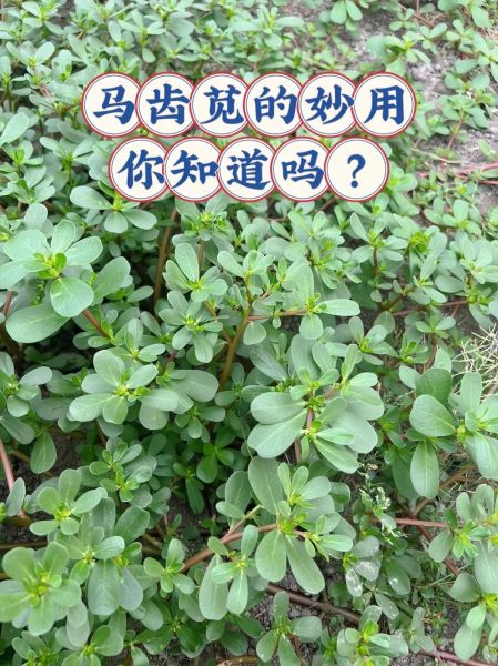 马齿苋肾衰竭_马齿苋中毒怎么办-第1张图片-山城妙识 马齿苋肾衰竭_马齿苋中毒怎么办-第1张图片-山城妙识